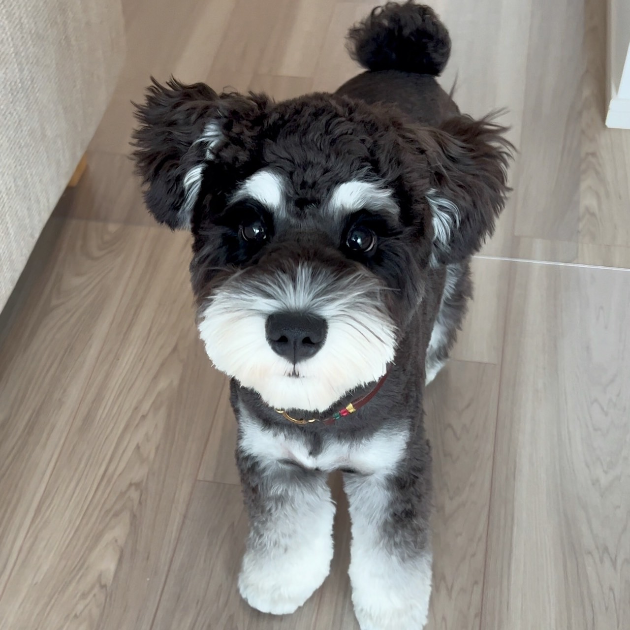 Teo&Juno【業務提携】 - studio15株式会社 | TikTok 特化型エージェンシー | クリエイター事務所・広告運用代行・企画制作